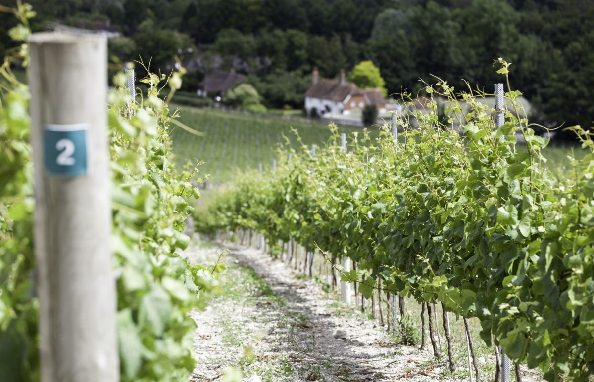 Simon Rogan | Exton Park Rosé